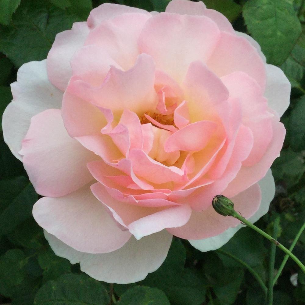 Photo of the bloom of Rose (Rosa 'Sharifa Asma') posted by ...
