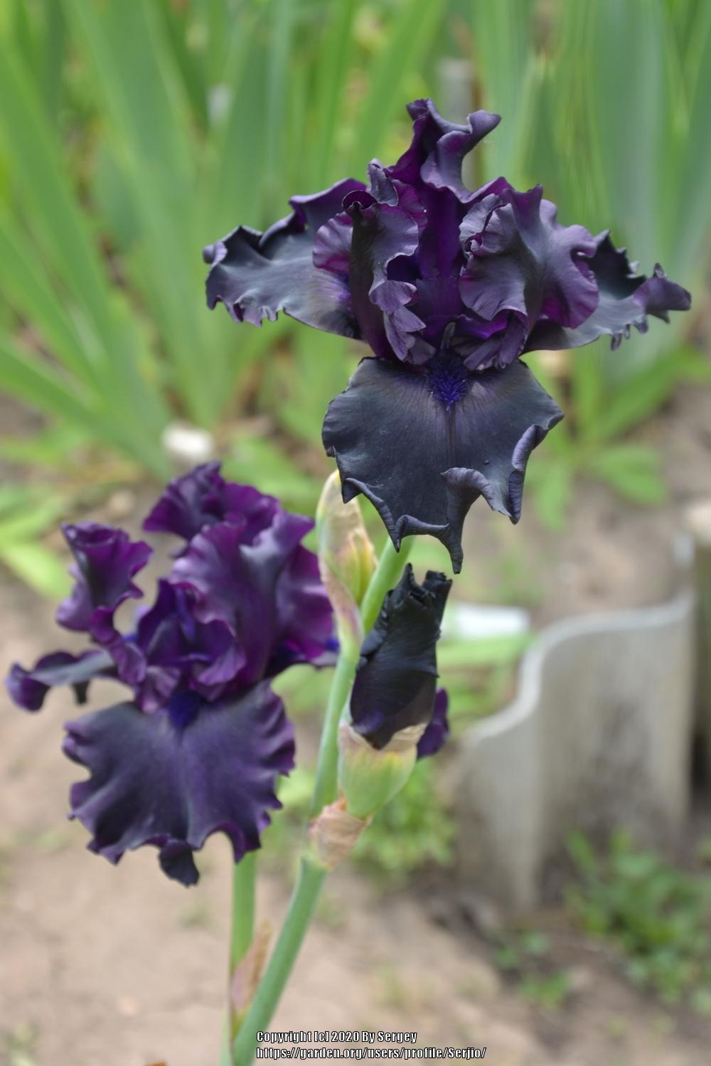 Photo of the bloom of Tall Bearded Iris (Iris 'Raven Girl') posted by ...