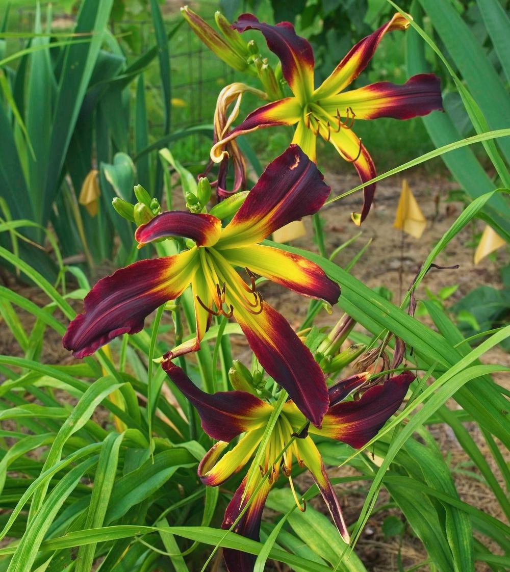 Show me your TALL Daylilies in the Daylilies forum - Garden.org