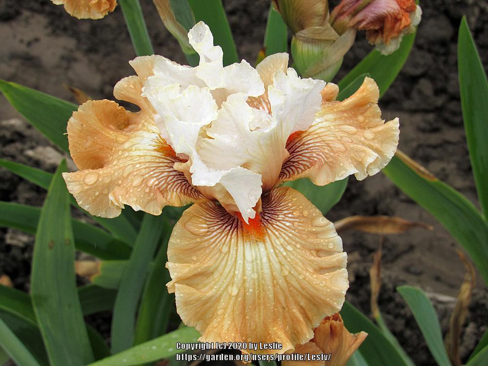 Tall Bearded Iris (Iris 'Peach Shake') in the Irises Database - Garden.org