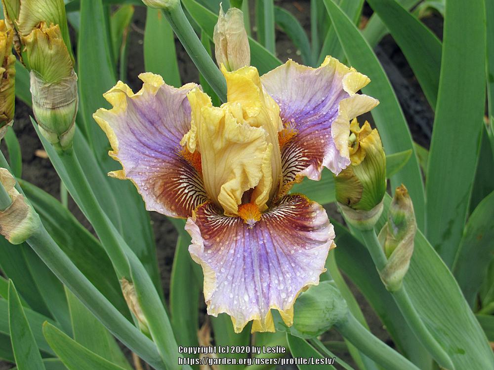 Tall Bearded Iris (Iris 'Flaming Torch') in the Irises Database ...