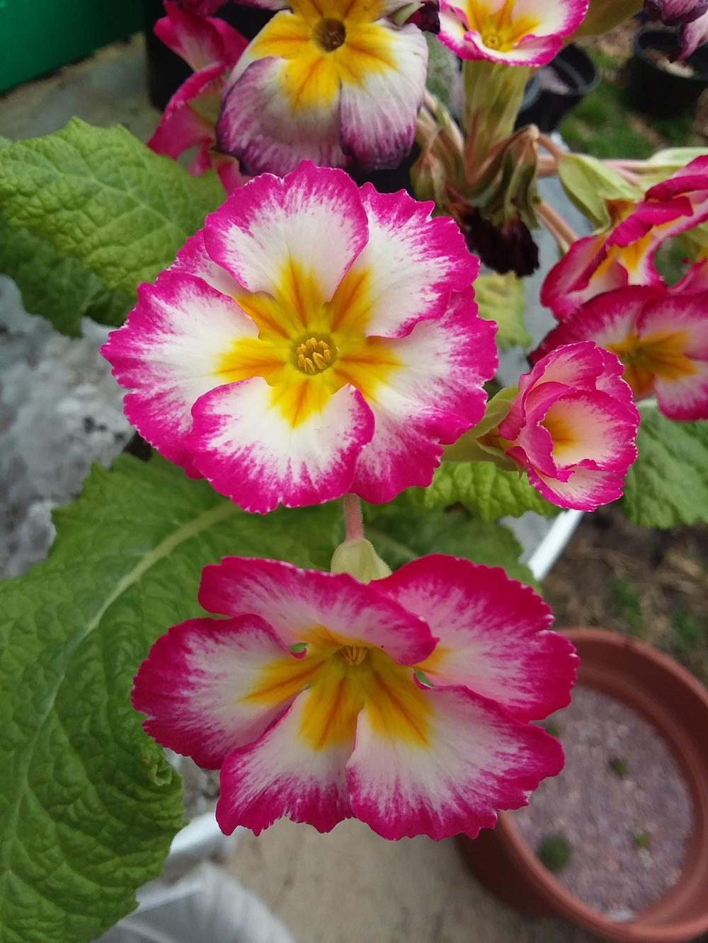 Photo of the bloom of Polyanthus Primrose (Primula elatior subsp ...