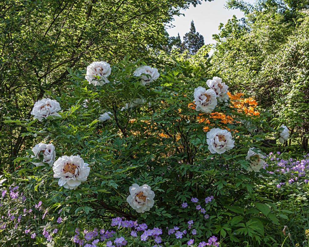 Photo of the entire plant of Rock's Peony (Paeonia rockii) posted by ...