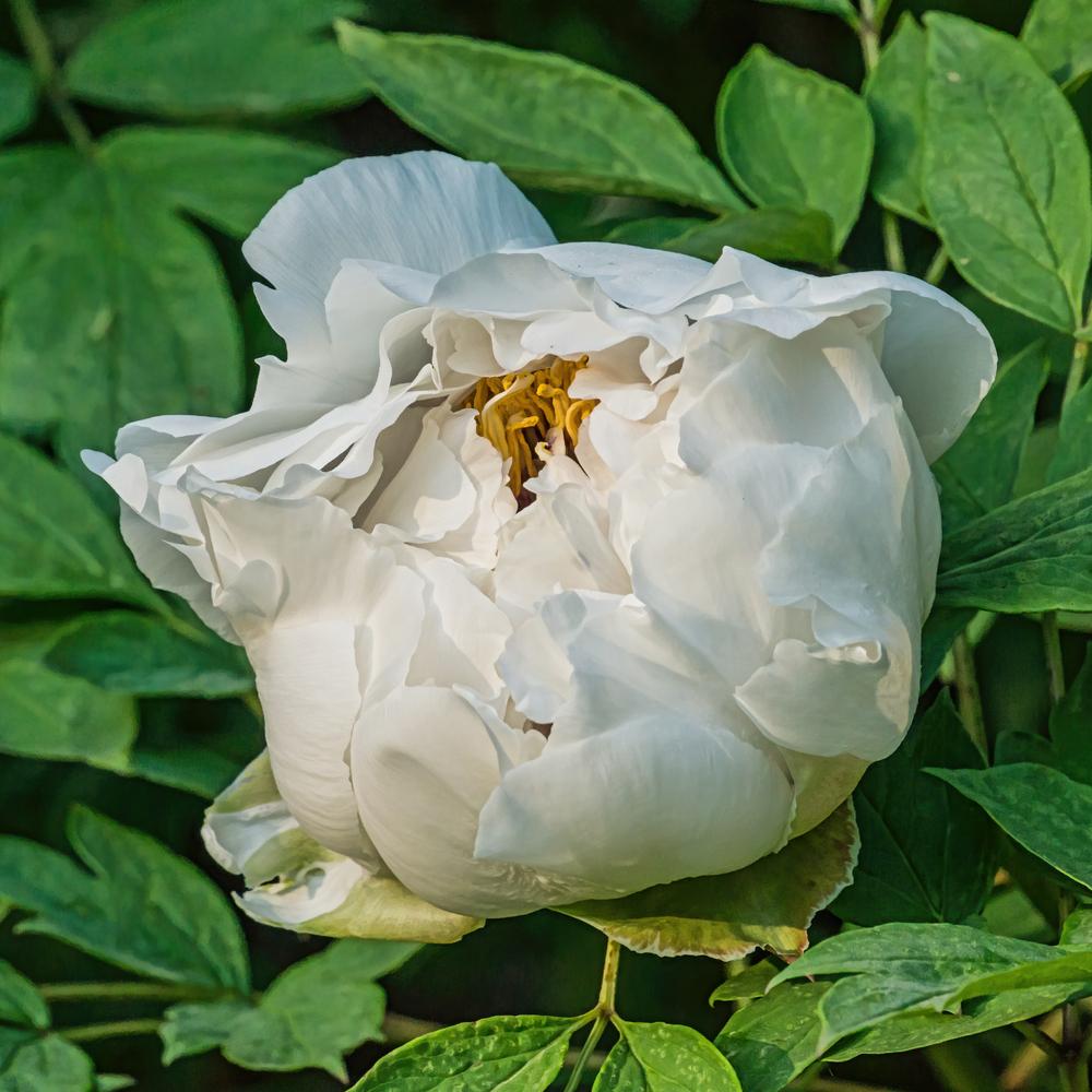Photo of the closeup of buds, sepals and receptacles of Rock's Peony ...