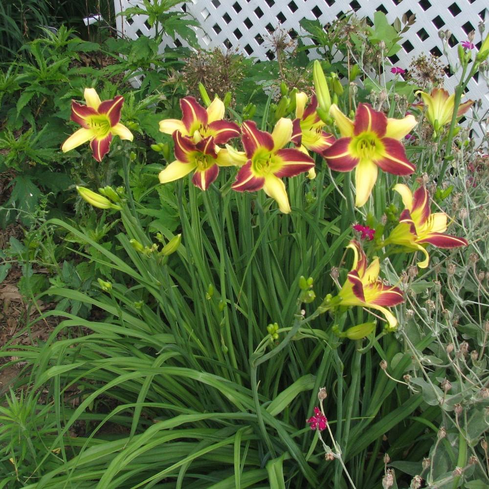 Show me your TALL Daylilies in the Daylilies forum - Garden.org