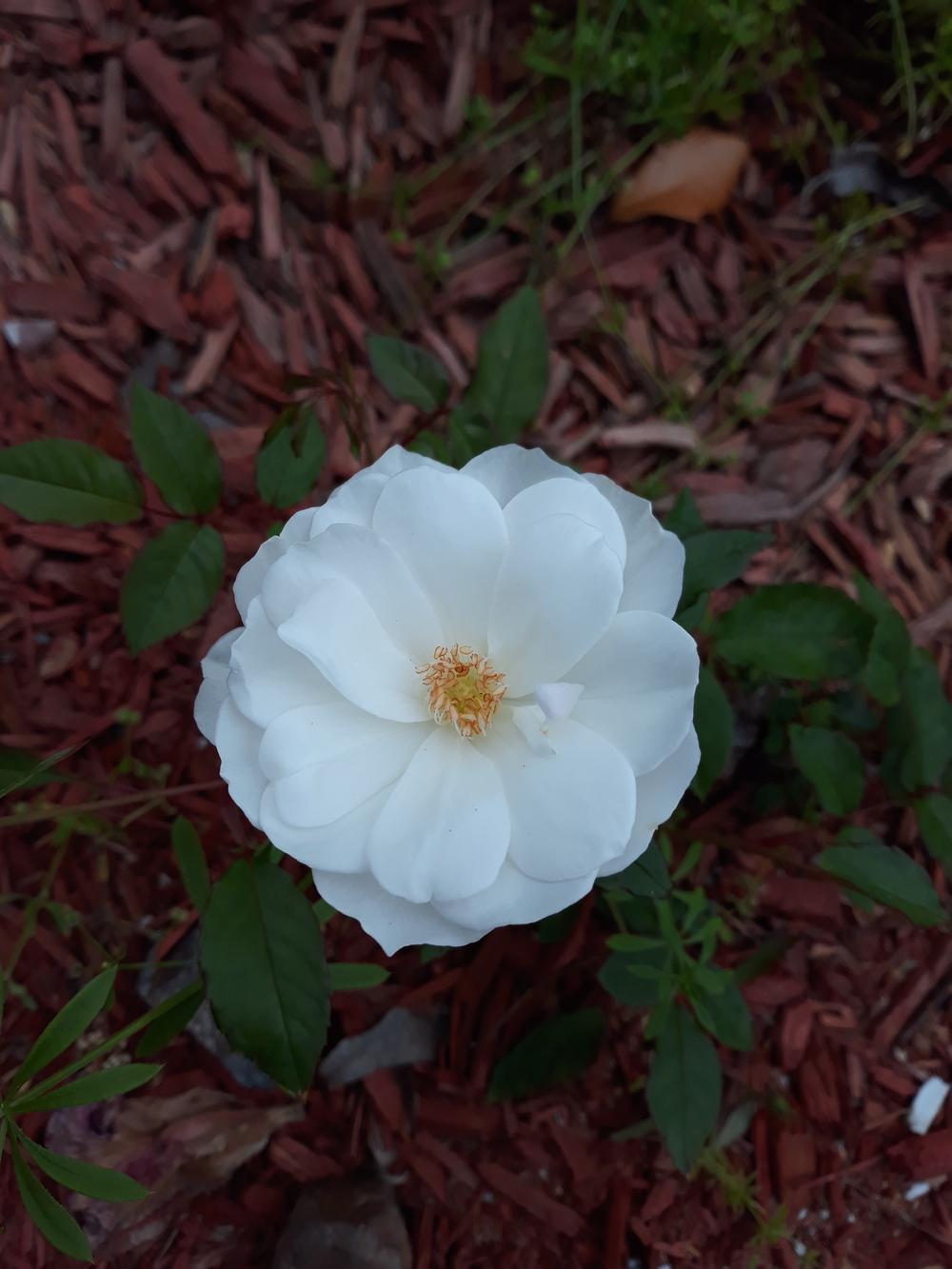 Photo of the bloom of Wingthorn Rose (Rosa omeiensis) posted by AOpalP ...