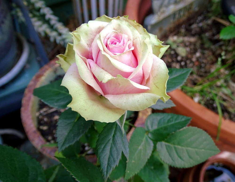 Rose (Rosa 'Nova 2009 Hit') in the Roses Database - Garden.org