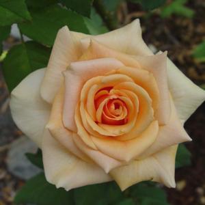 Rose (Rosa 'Lucille Ball') in the Roses Database - Garden.org
