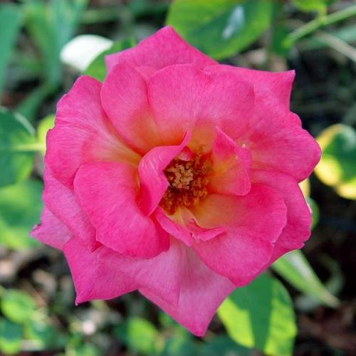 Rose (Rosa 'Lily de Gerlache') in the Roses Database - Garden.org