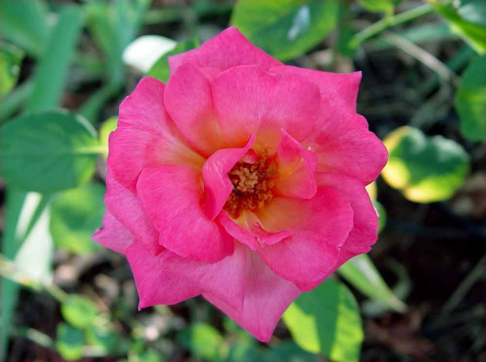 Rose (Rosa 'Lily de Gerlache') in the Roses Database - Garden.org