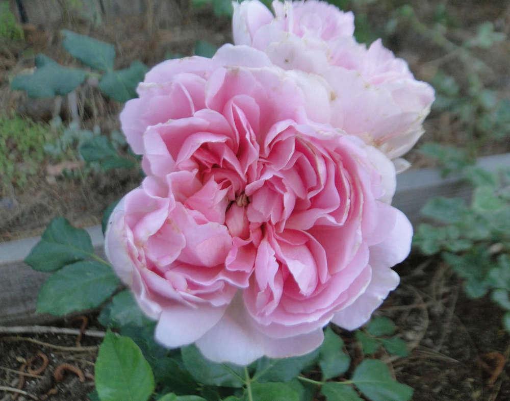 Rose (Rosa 'Maid Marion') in the Roses Database - Garden.org