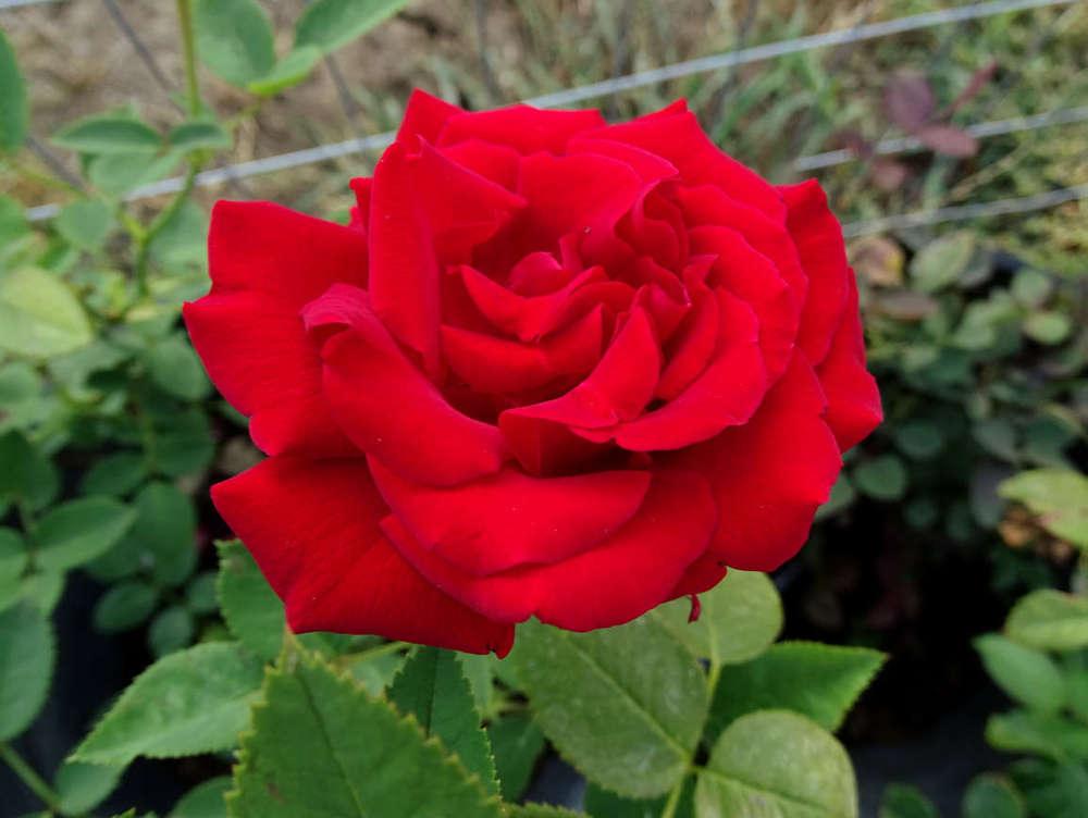 Rose (Rosa 'Legend') in the Roses Database - Garden.org