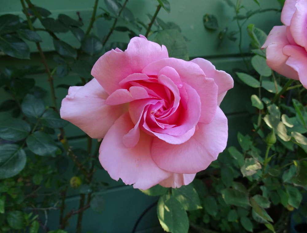 Rose (Rosa 'Monique') in the Roses Database - Garden.org