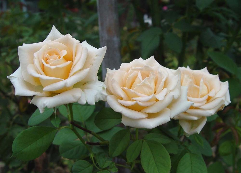 Photo of the bloom of Rose (Rosa 'Osiana') posted by Beth_NorCal ...