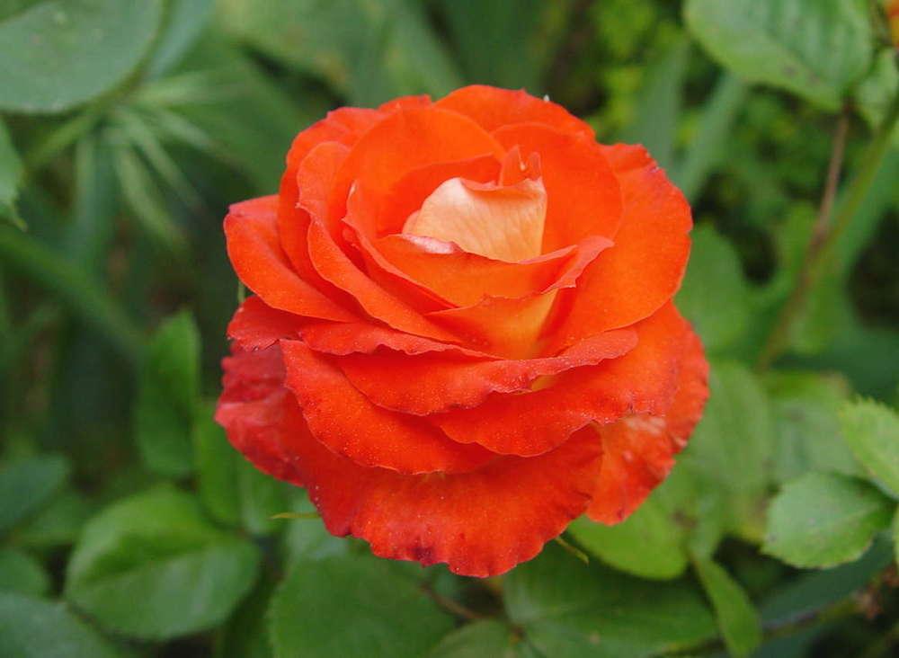 Rose (Rosa 'Matador') in the Roses Database - Garden.org