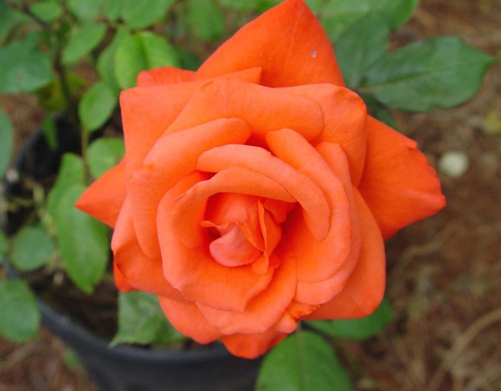 Rose (Rosa 'Liverpool Remembers') in the Roses Database - Garden.org