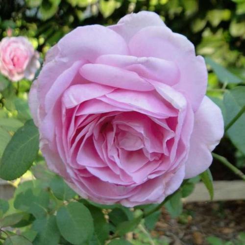 Rose (Rosa 'Lilac Rose') in the Roses Database - Garden.org