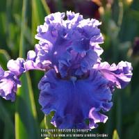 Photo of the bloom of Tall Bearded Iris (Iris 'Sea Power') posted by ...