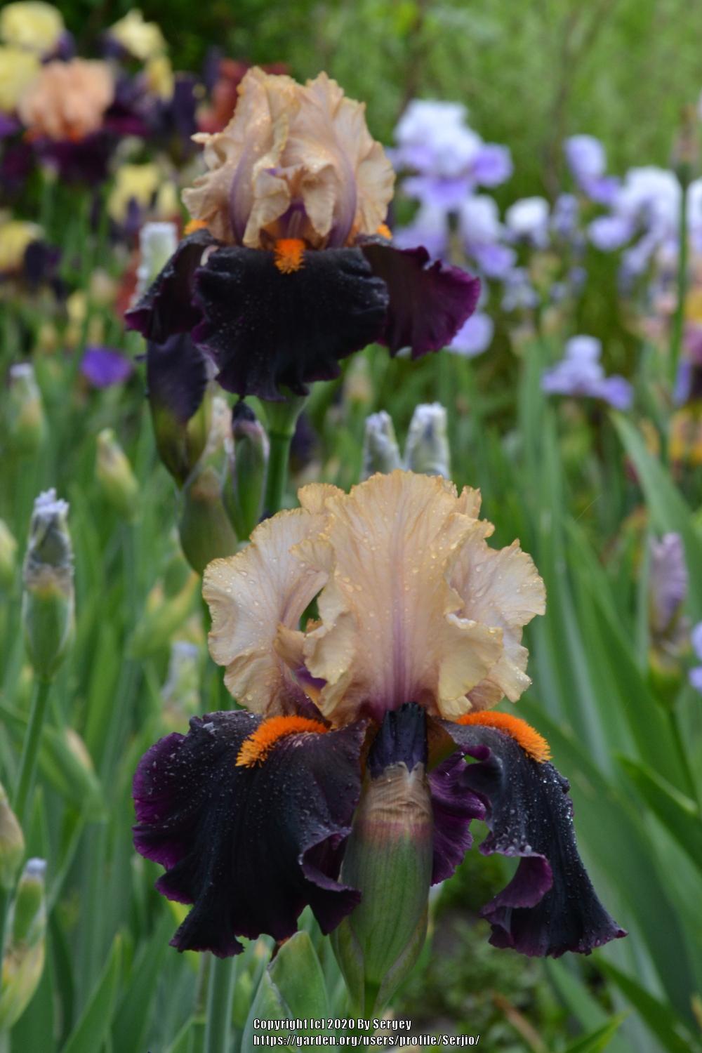 Photo of the bloom of Tall Bearded Iris (Iris 'Secret Service') posted ...