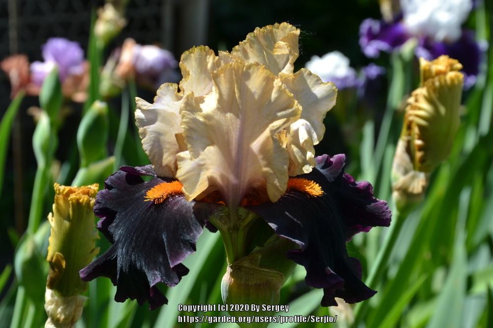 Tall Bearded Iris (Iris 'Secret Service') in the Irises Database ...