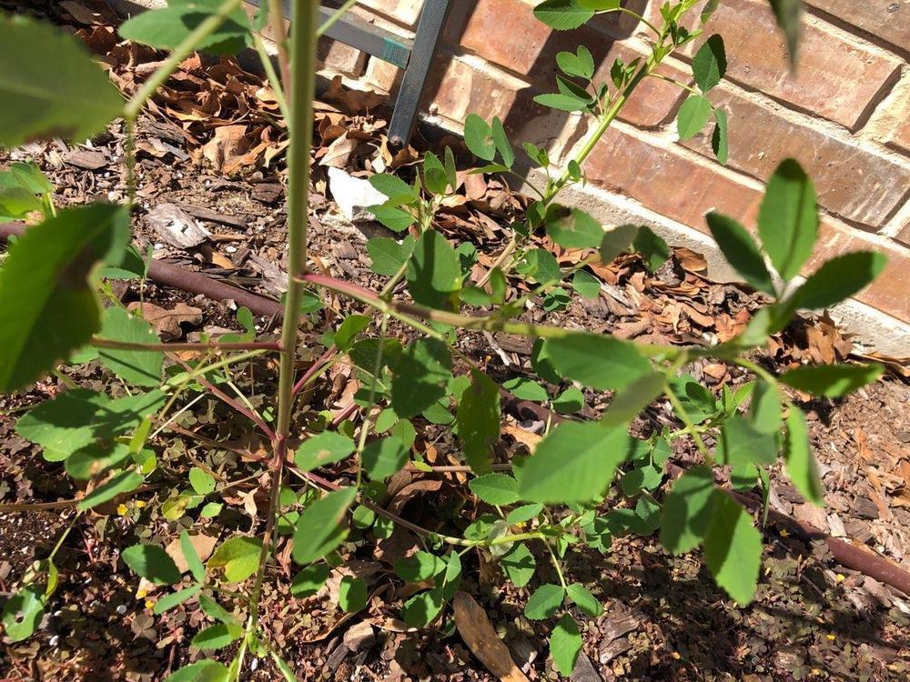 East TX volunteer/weed, red stem in the Plant ID forum - Garden.org