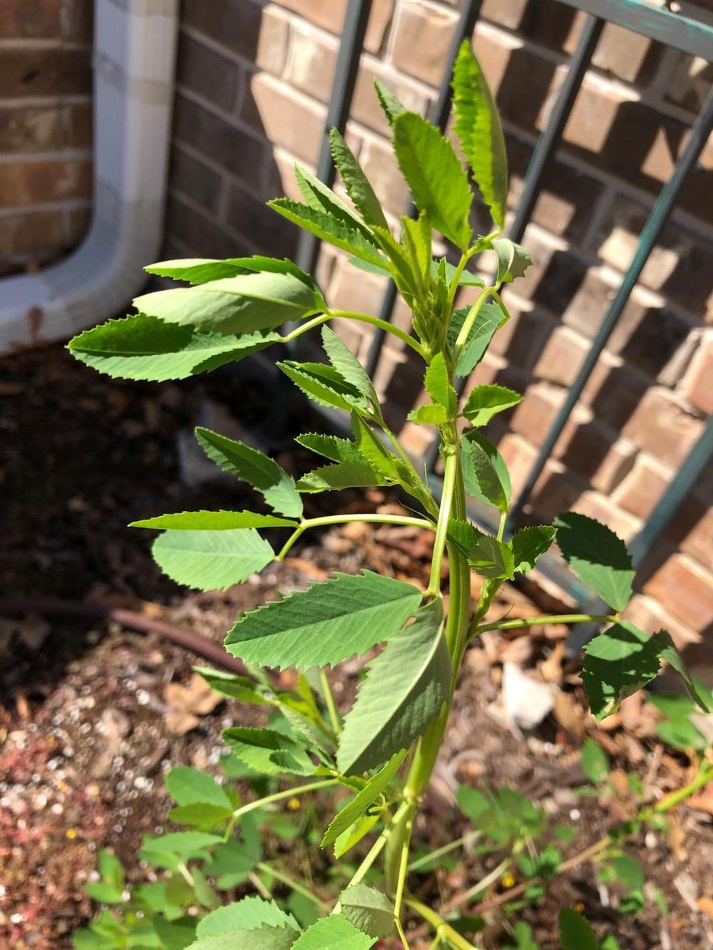 East TX volunteer/weed, red stem in the Plant ID forum - Garden.org