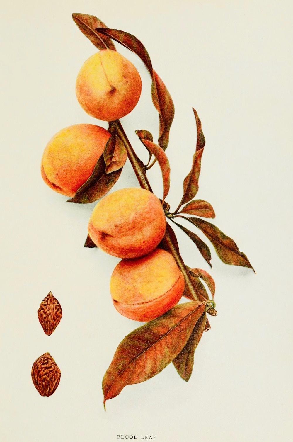 Peach (Prunus persica 'Blood Leaf') in the Peaches Database - Garden.org