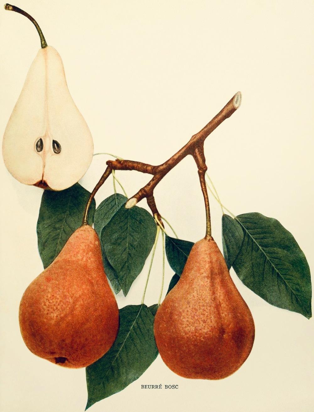 Pears: Plant Care and Collection of Varieties - Garden.org