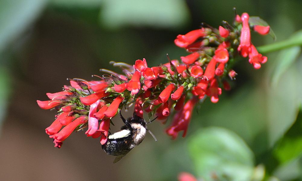 Photo of the bloom of Red Rocket Russelia (Russelia sarmentosa) posted ...