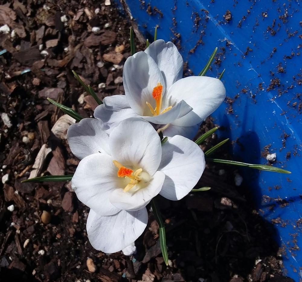 Crocus: Plant Care and Collection of Varieties - Garden.org