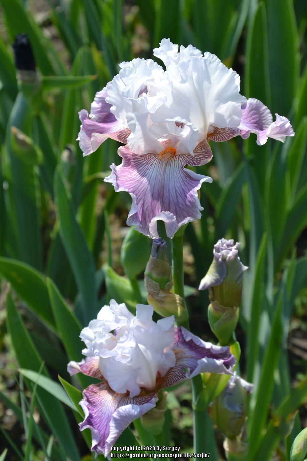 Photo of the bloom of Tall Bearded Iris (Iris 'Sharp Edge') posted by ...