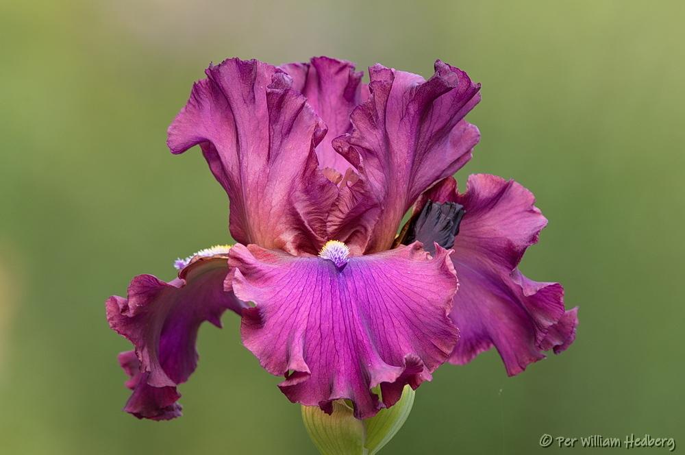 Tall Bearded Iris (Iris 'Hook') in the Irises Database - Garden.org