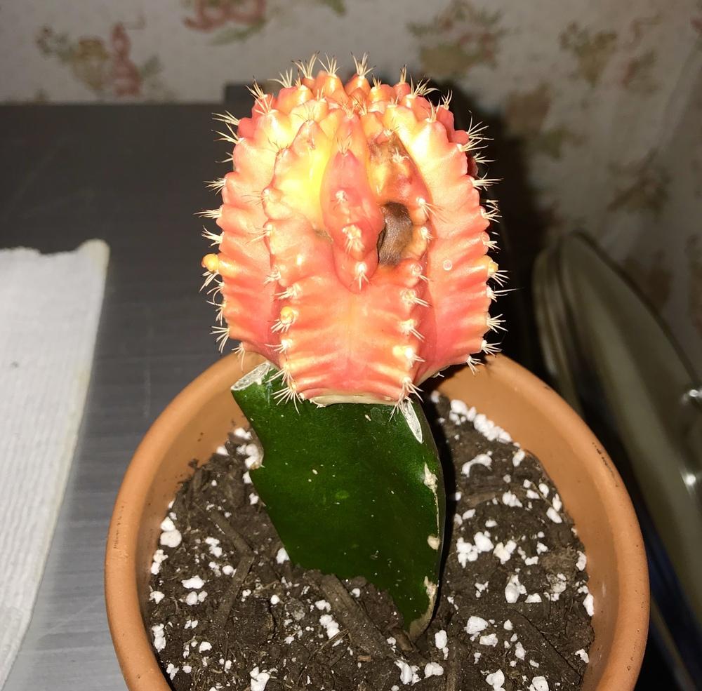 Contagious rotting in grafted moon cacti? in the Cactus and Succulents ...