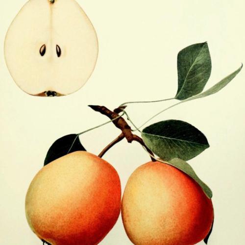 Common Pear (Pyrus communis 'Flemish Beauty') in the Pears Database ...
