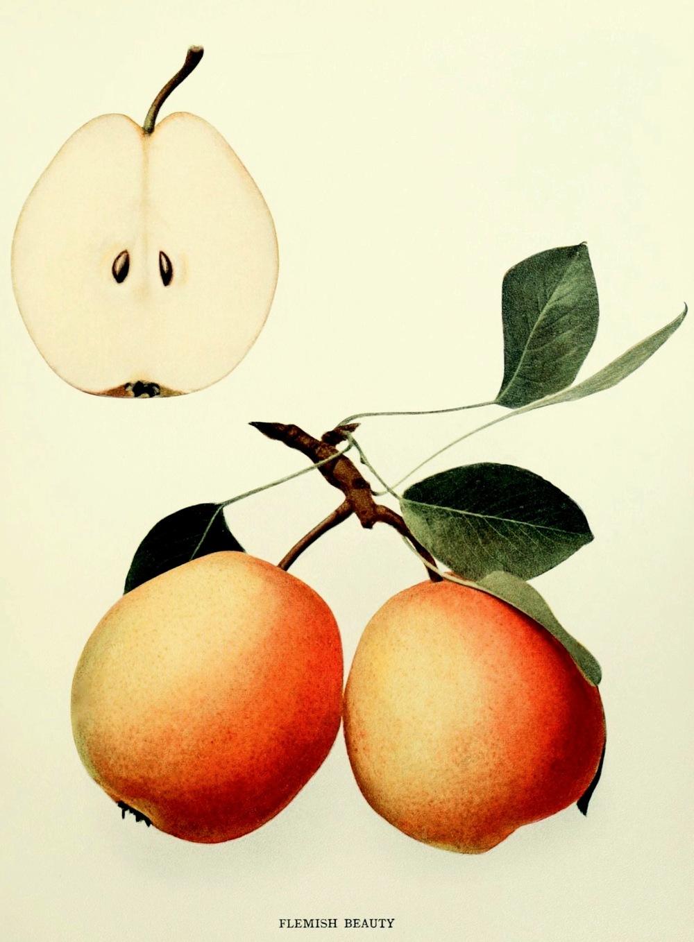 Common Pear (Pyrus communis 'Flemish Beauty') in the Pears Database ...