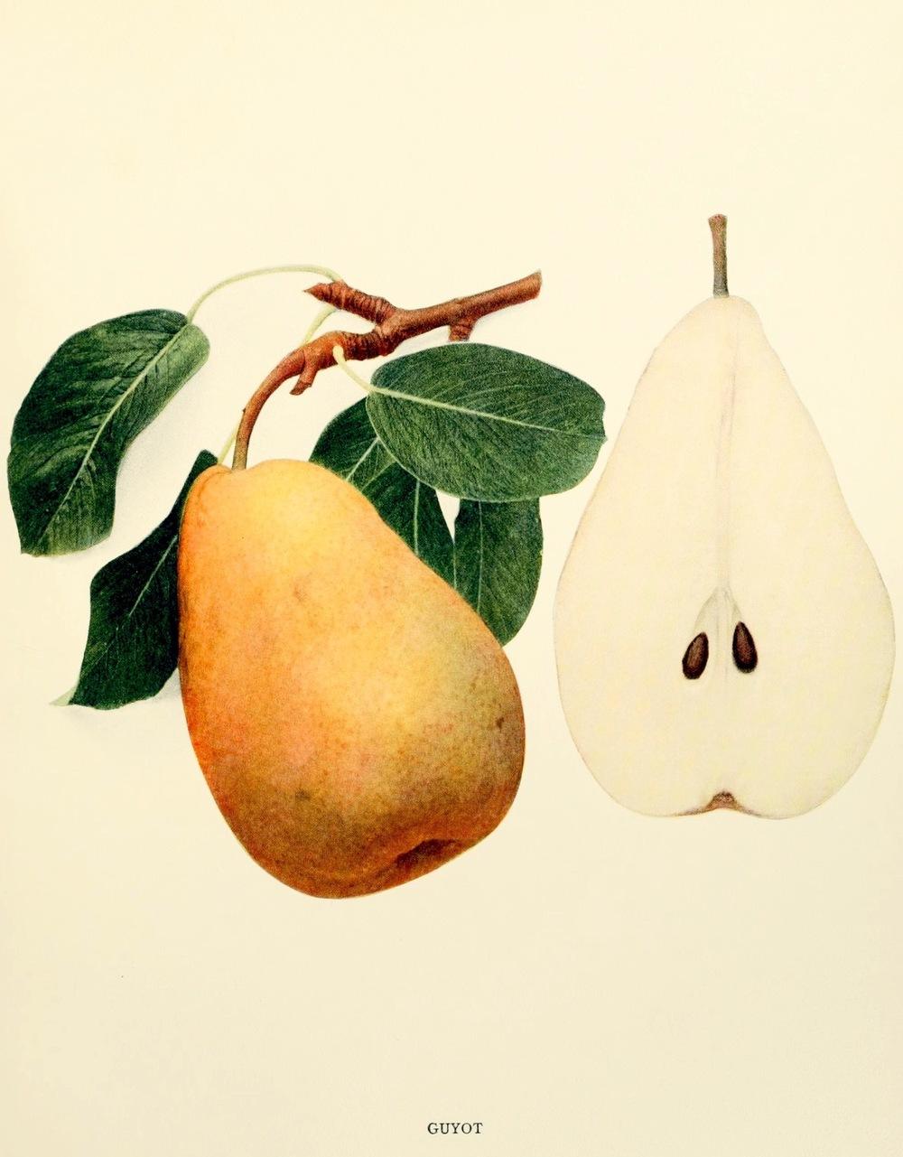 Common Pear (Pyrus communis 'Dr. Jules Guyot') in the Pears Database ...