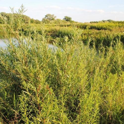 Sand-Bar Willow (Salix interior) - Garden.org