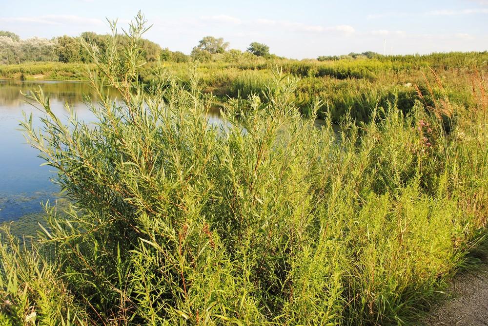 Sand-Bar Willow (Salix interior) - Garden.org