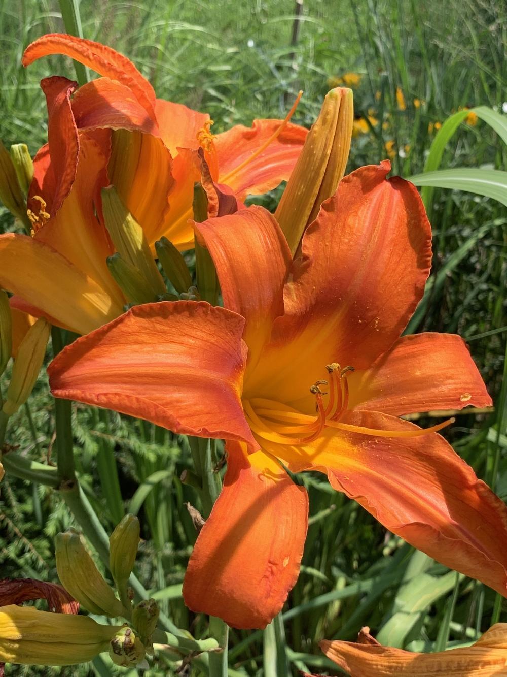 Show me your TALL Daylilies in the Daylilies forum - Garden.org