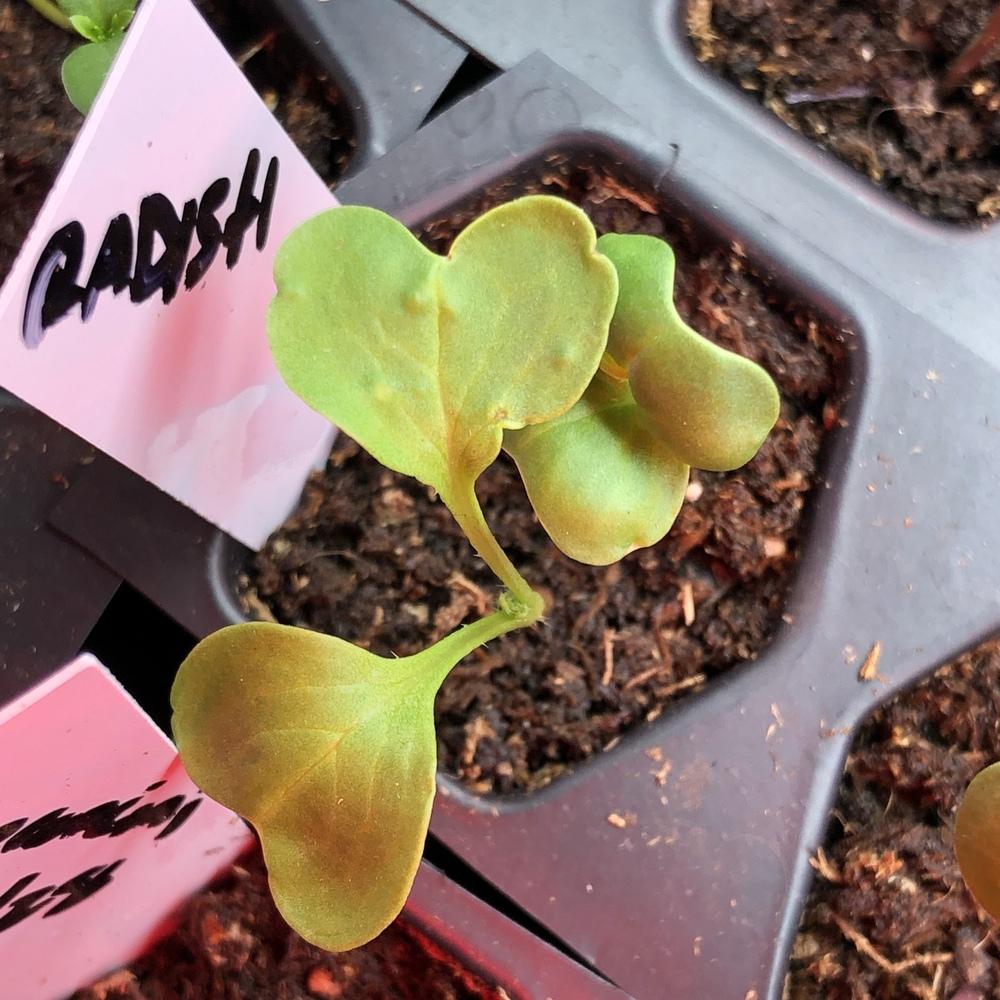 Radish cotyledon bumps in the Ask a Question forum - Garden.org