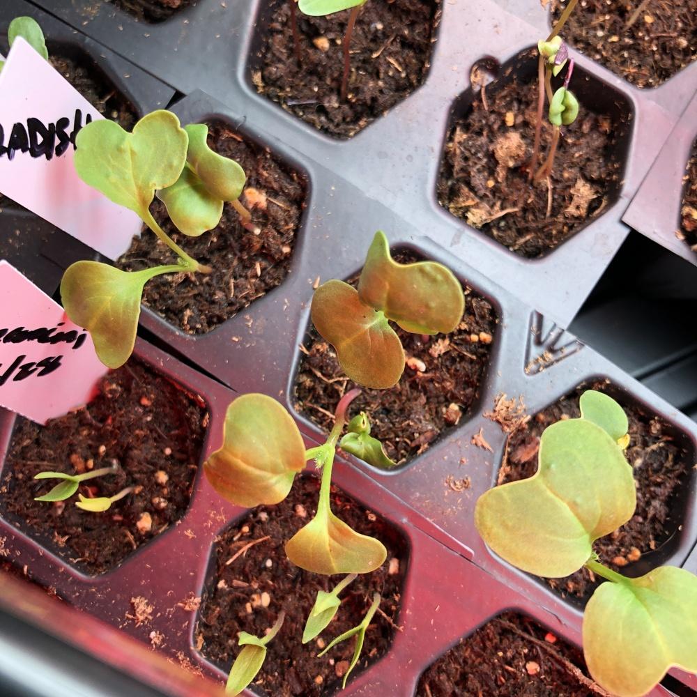 Radish cotyledon bumps in the Ask a Question forum - Garden.org