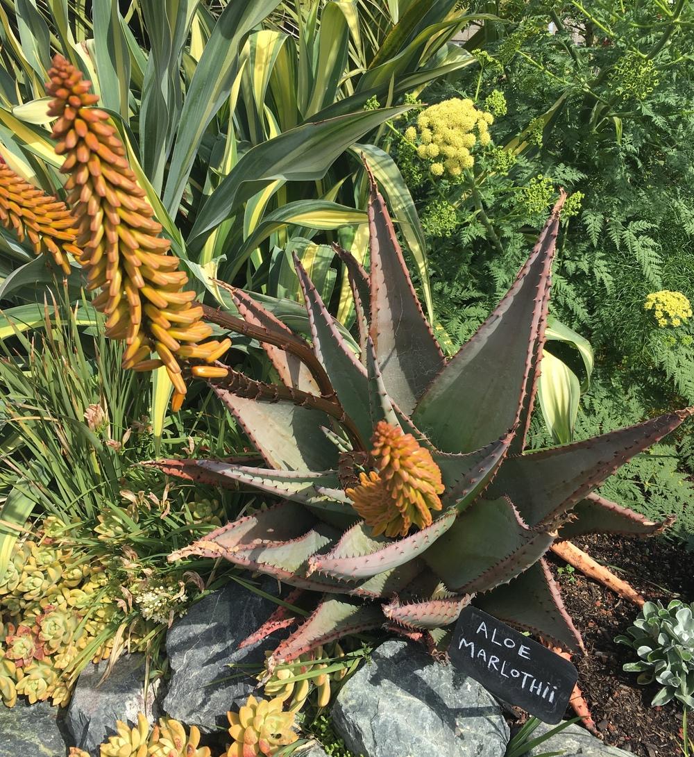 Aloes: Plant Care and Collection of Varieties - Garden.org