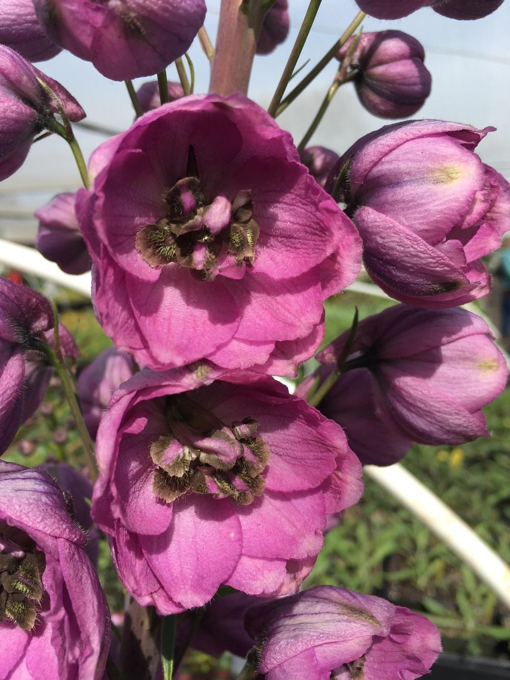 Delphiniums: Plant Care and Collection of Varieties - Garden.org