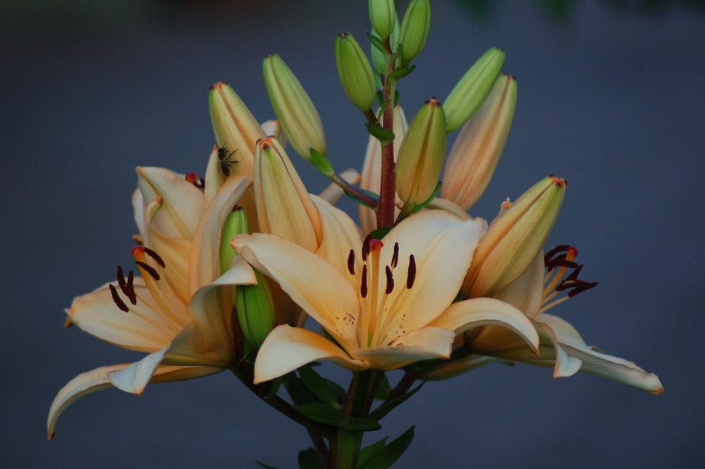 Lily (Lilium 'Springfield') in the Lilies Database - Garden.org