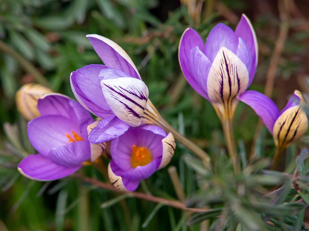 Crocus: Plant Care and Collection of Varieties - Garden.org
