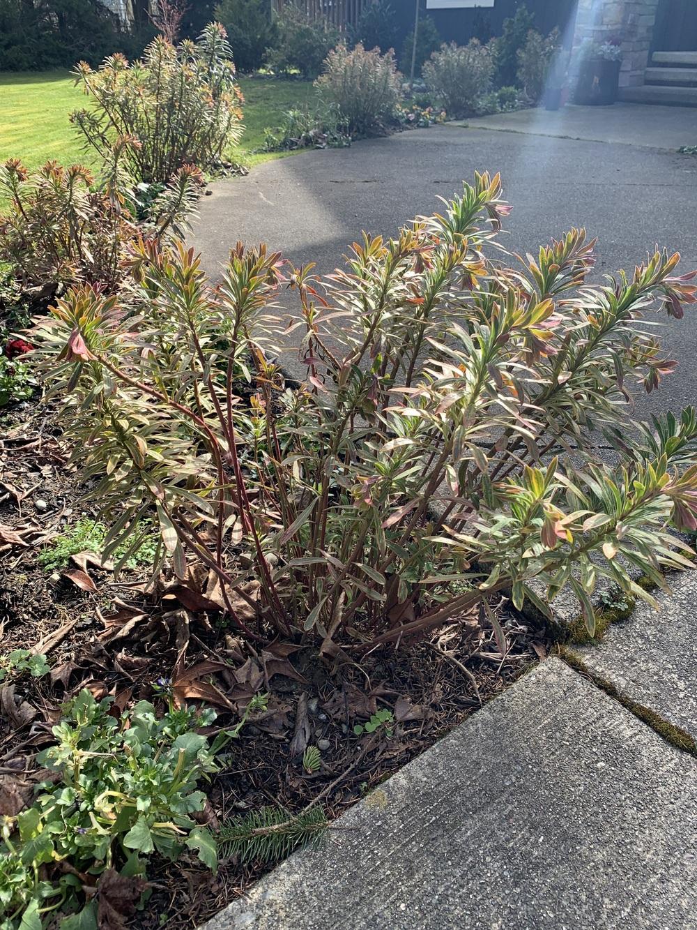 Neglected Euphorbias in the Ask a Question forum - Garden.org