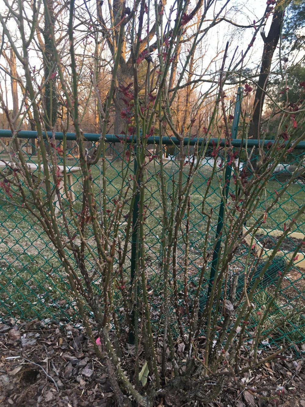 Early Spring Rose Pruning in the Ask a Question forum - Garden.org