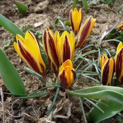 Cloth of Gold Crocus (Crocus angustifolius) in the Crocus Database ...