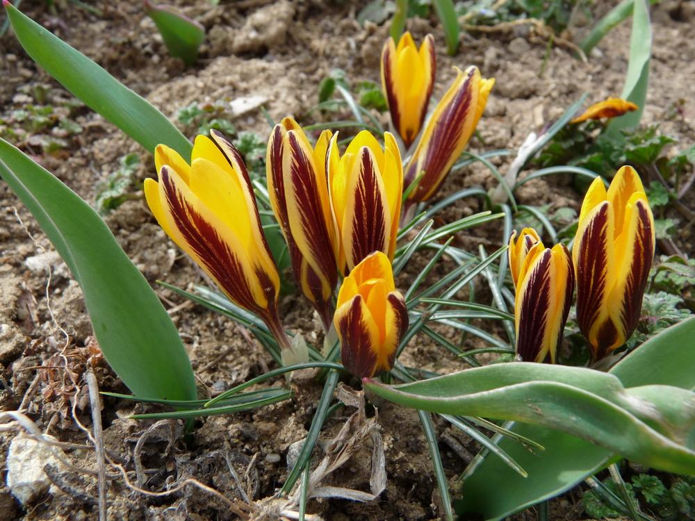 Cloth of Gold Crocus (Crocus angustifolius) in the Crocus Database ...