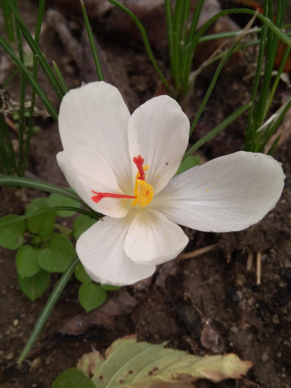 Autumn Crocus (Crocus cartwrightianus 'Albus') in the Crocus Database ...